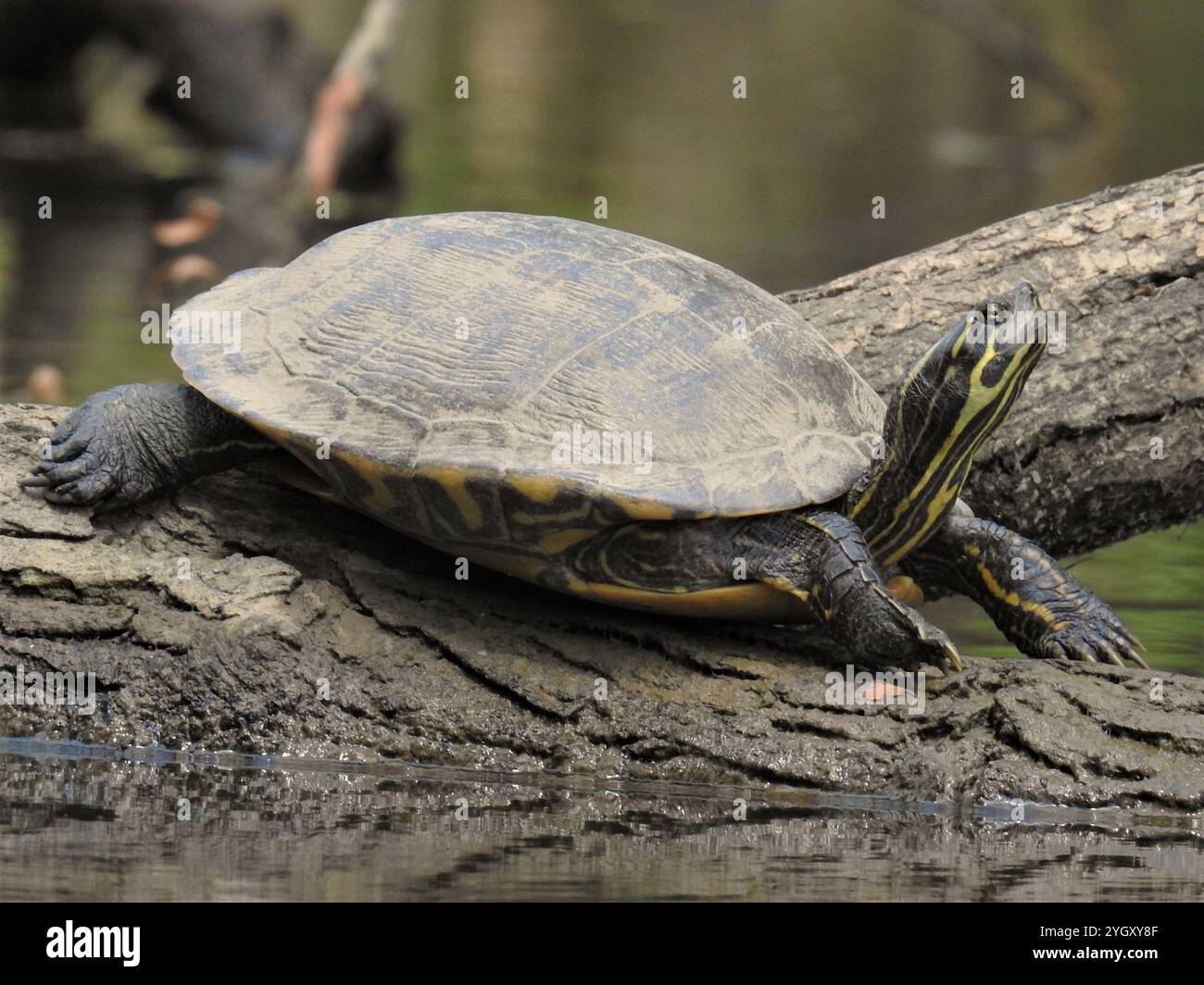 River Cooter (Pseudemys concinna Stock Photo - Alamy