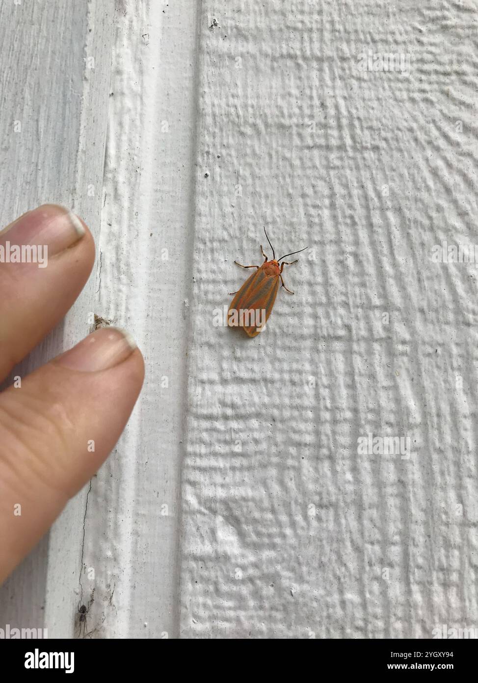 Painted Lichen Moth (Hypoprepia fucosa Stock Photo - Alamy