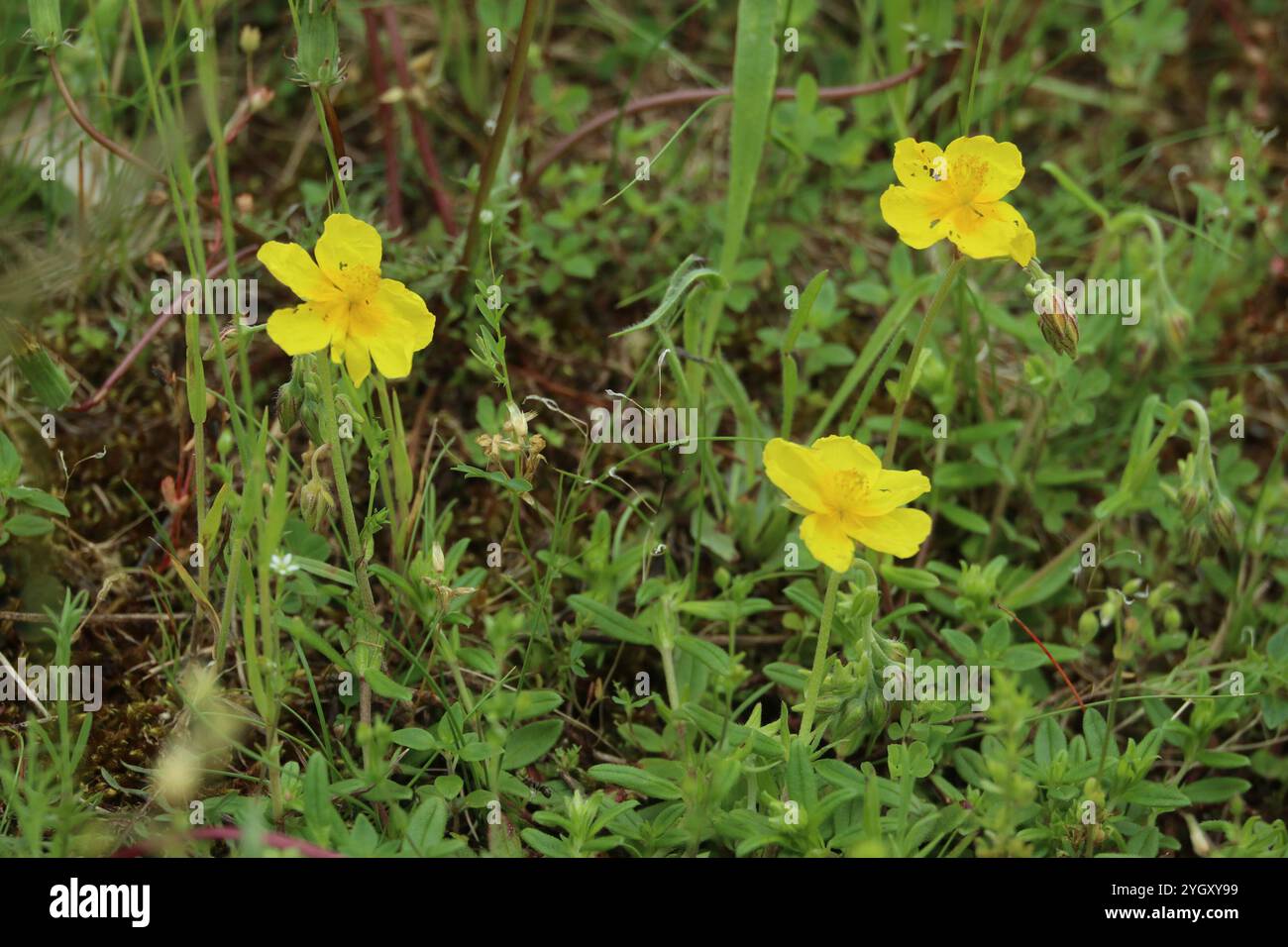Common Rock-rose (Helianthemum nummularium Stock Photo - Alamy