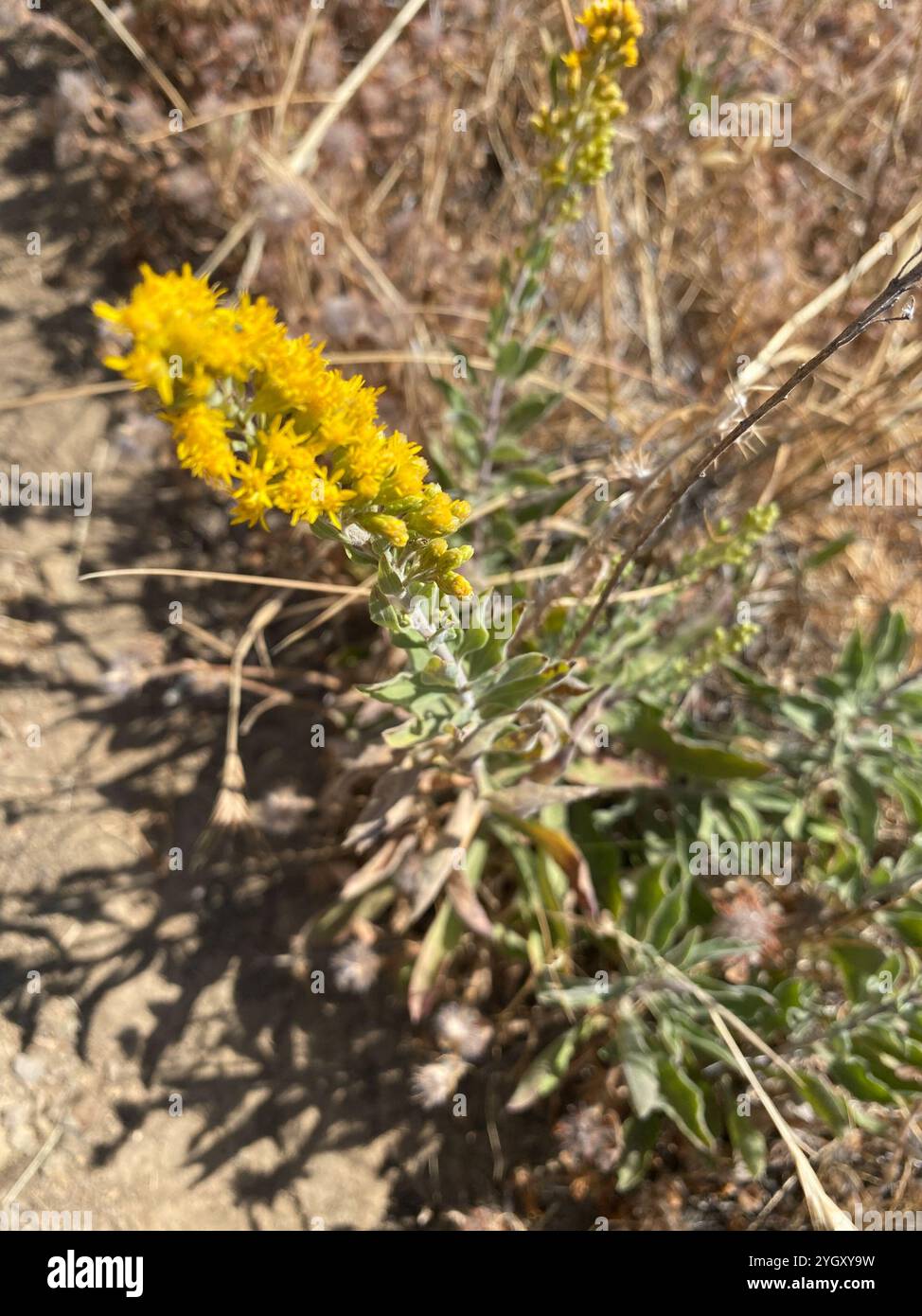 velvety goldenrod (Solidago velutina Stock Photo - Alamy