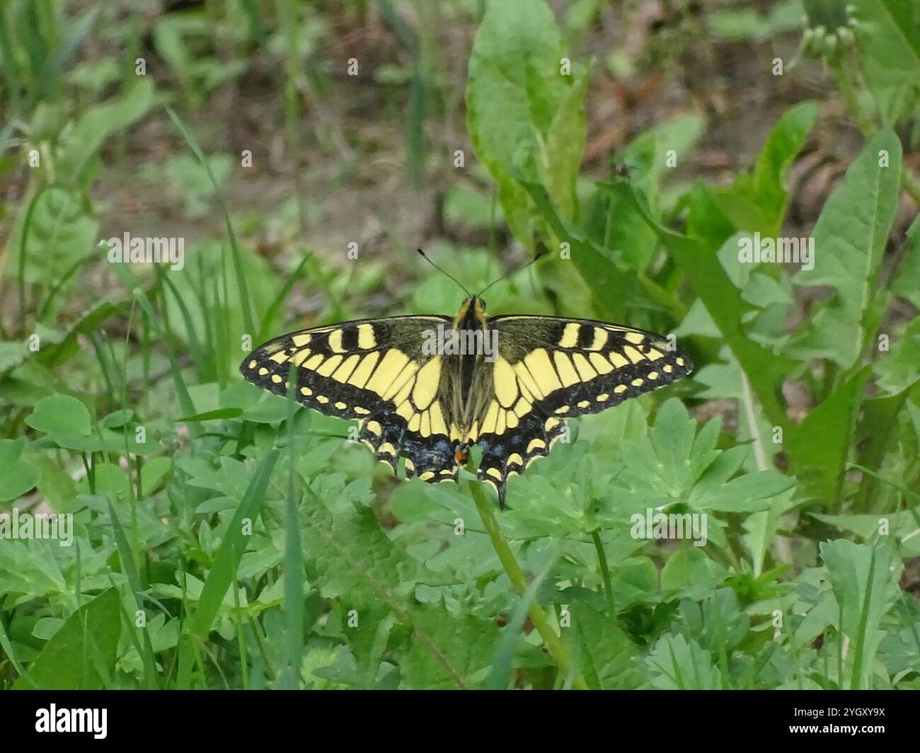 Old World Swallowtail (Papilio machaon Stock Photo - Alamy