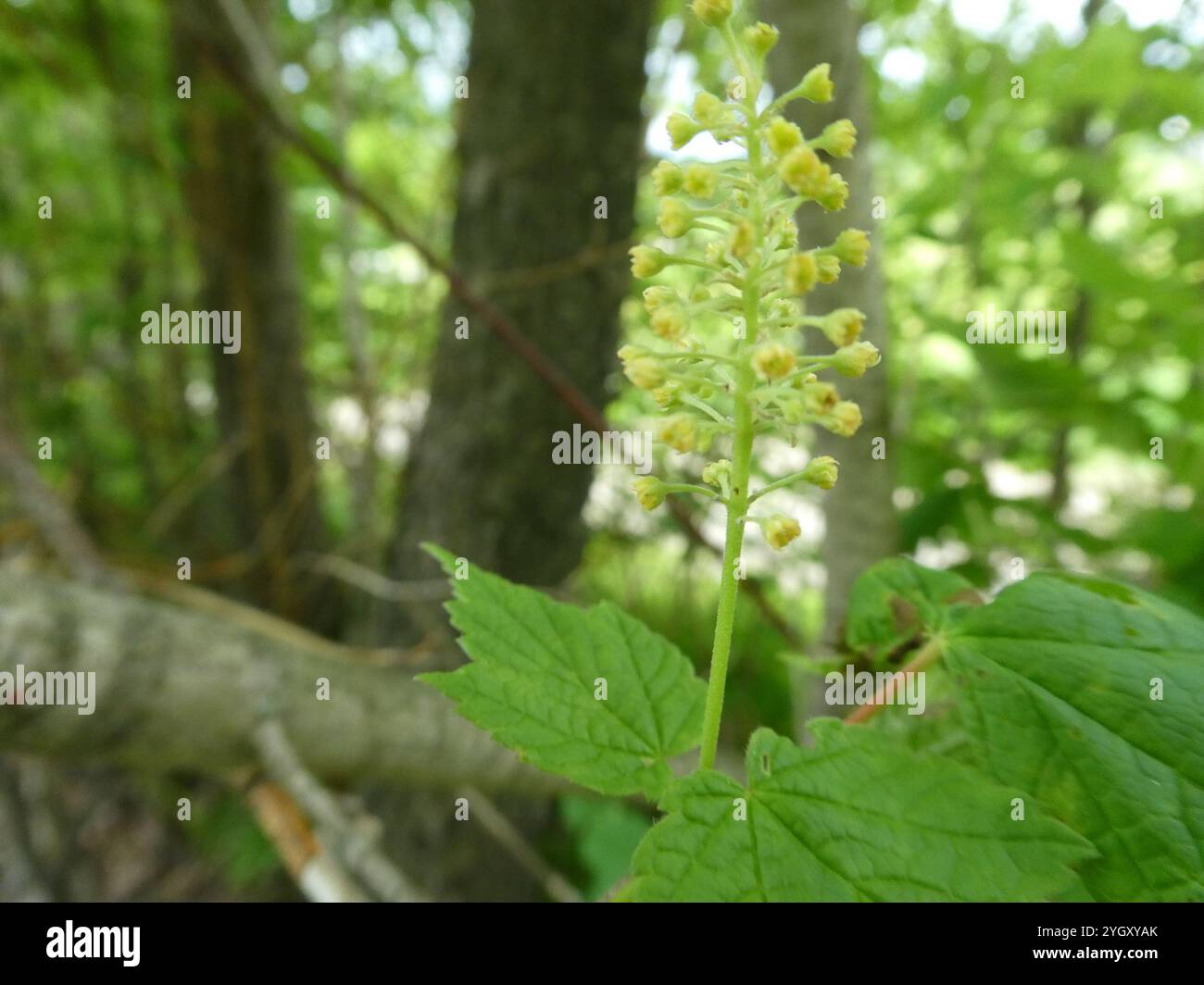Mountain Maple (Acer spicatum Stock Photo - Alamy