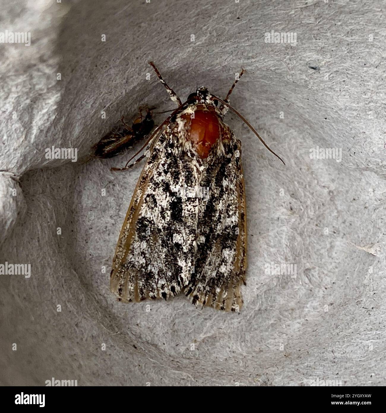 Night-wandering Dagger (Acronicta noctivaga Stock Photo - Alamy