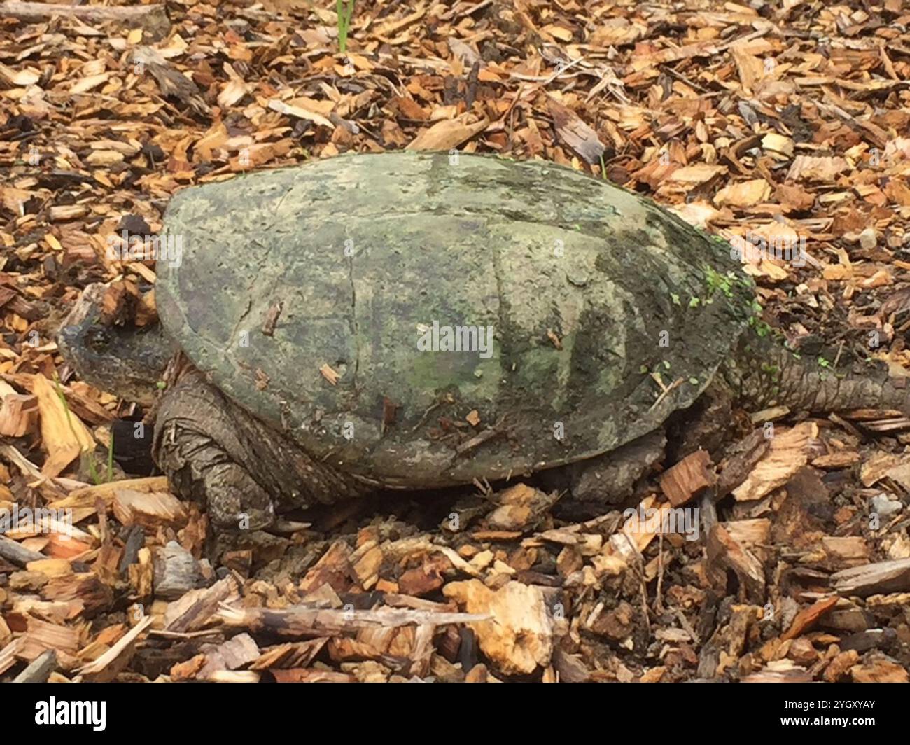 Common Snapping Turtle (Chelydra serpentina Stock Photo - Alamy