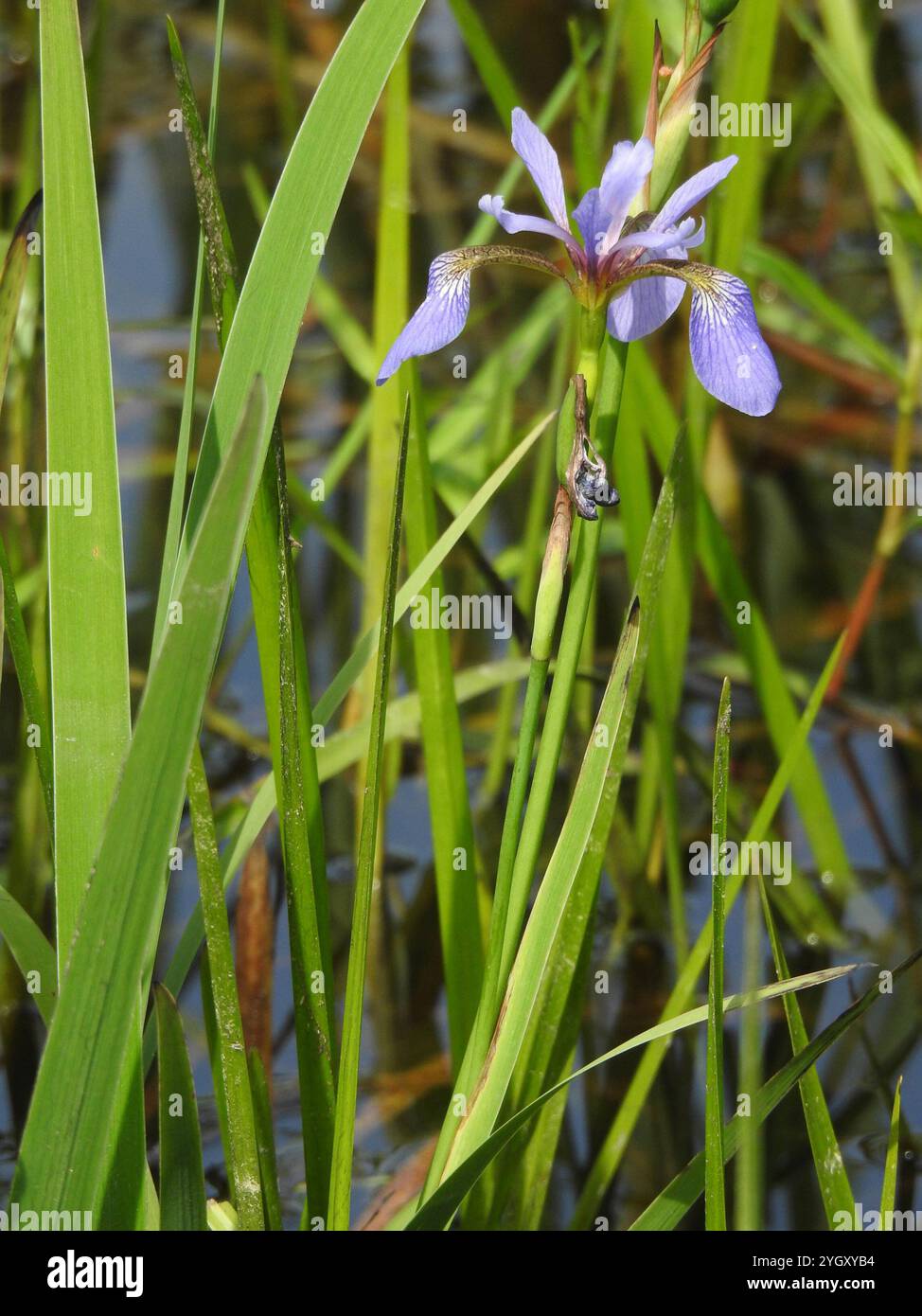 northern blue flag (Iris versicolor Stock Photo - Alamy
