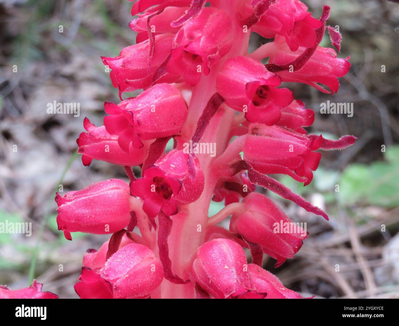 Snowplant (Sarcodes sanguinea Stock Photo - Alamy