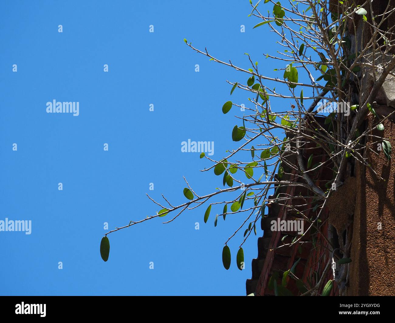 Dye fig (Ficus tinctoria Stock Photo - Alamy