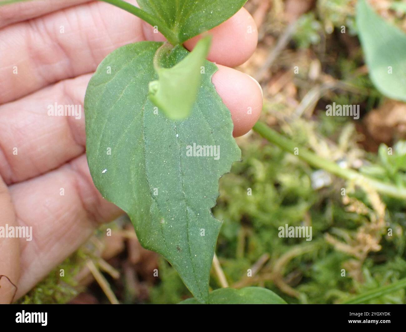 Candy Flower (Claytonia sibirica Stock Photo - Alamy