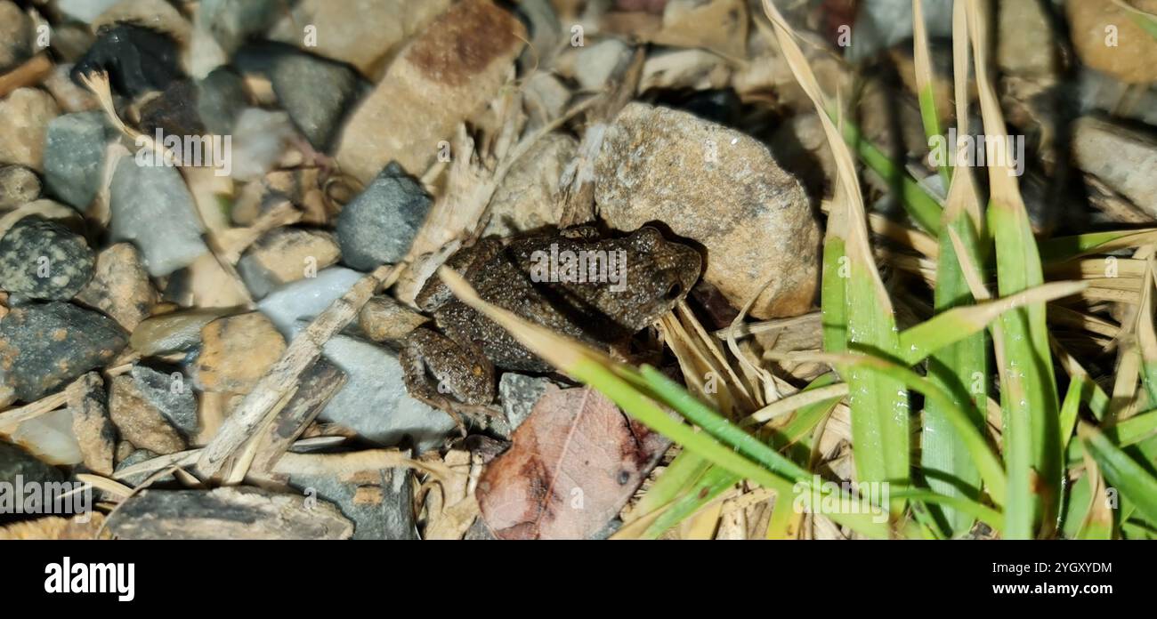 Common Eastern Froglet (Crinia signifera Stock Photo - Alamy