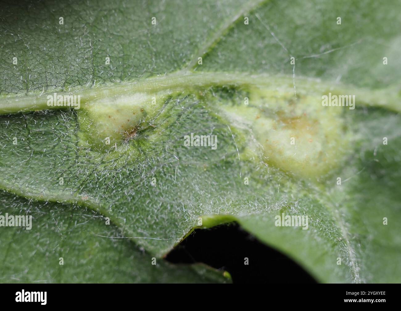 Oak Wart Gall Wasp (Callirhytis quercusfutilis Stock Photo - Alamy