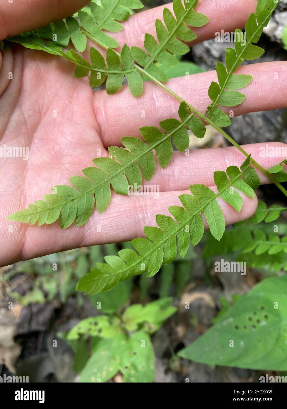 Thelypteris palustris hi-res stock photography and images - Alamy