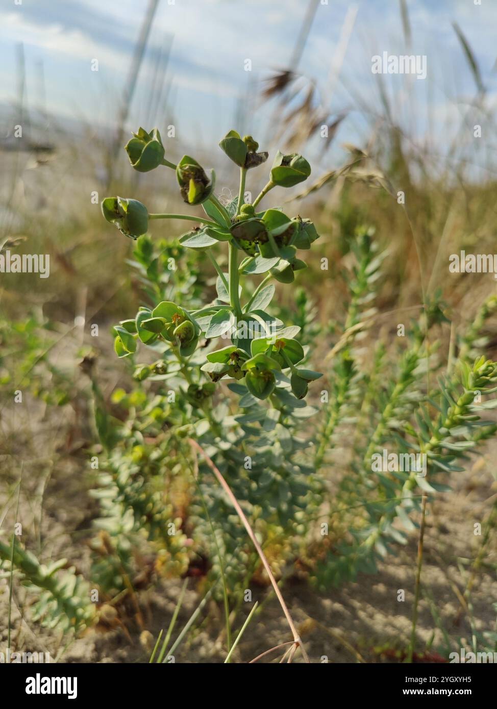 Sea Spurge (Euphorbia paralias Stock Photo - Alamy