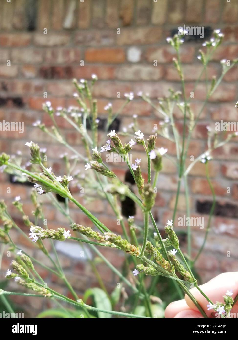Brazilian Vervain (Verbena brasiliensis Stock Photo - Alamy