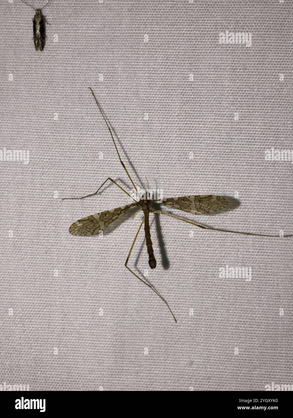 Band-winged Crane Fly (Epiphragma fasciapenne Stock Photo - Alamy