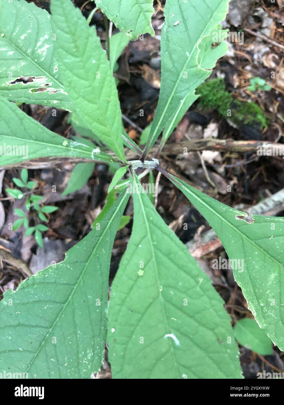 Wingstem (Verbesina alternifolia Stock Photo - Alamy