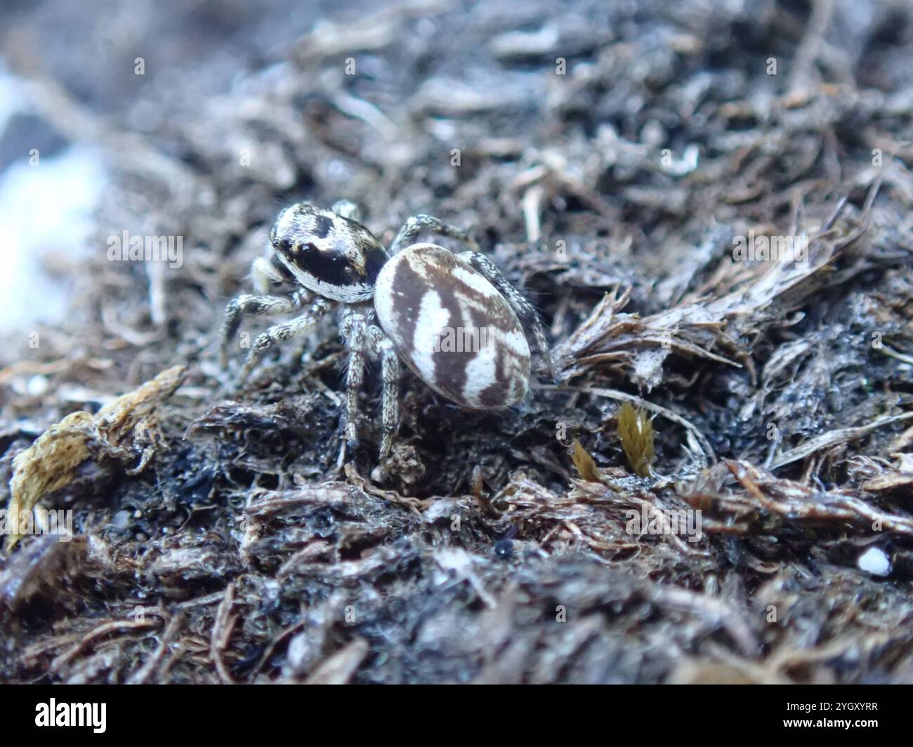 Zebra Jumping Spider (Salticus scenicus Stock Photo - Alamy