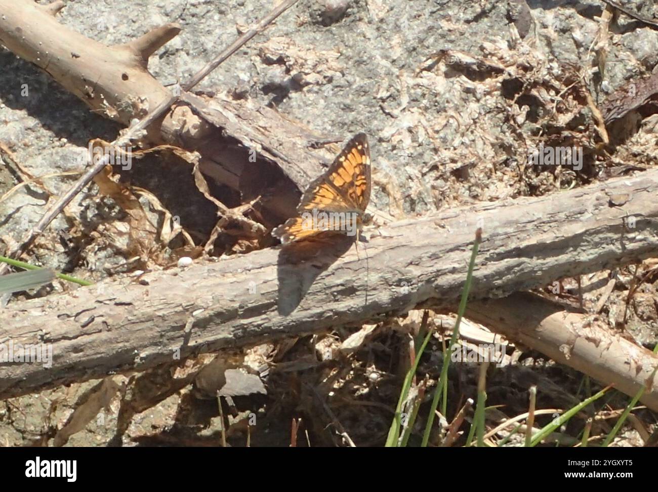Chlosyne harrisii hi-res stock photography and images - Alamy