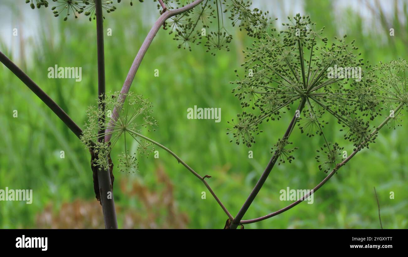 Purple stemmed angelica hi-res stock photography and images - Alamy