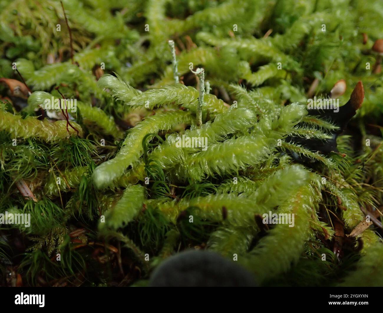 Pipecleaner Moss (Rhytidiopsis robusta Stock Photo - Alamy