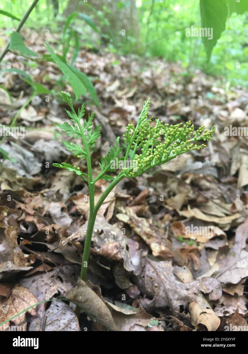 matricary grapefern (Botrychium matricariifolium Stock Photo - Alamy