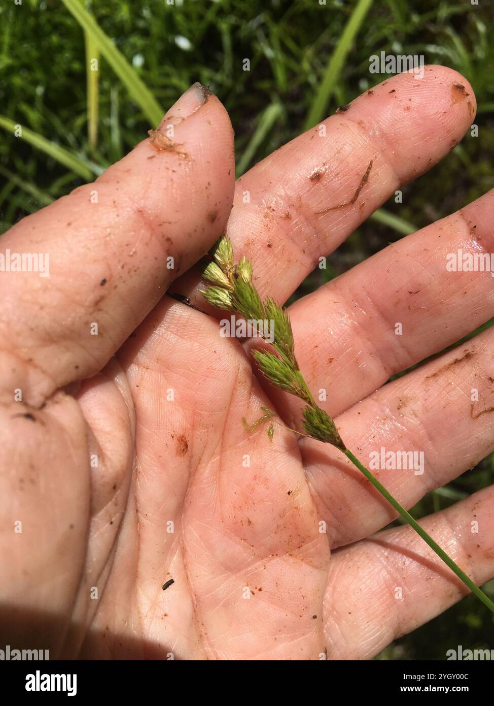 pointed broom sedge (Carex scoparia Stock Photo - Alamy