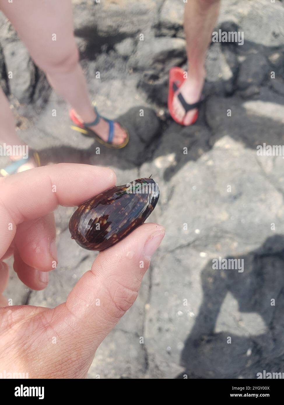 Humpback cowry hi-res stock photography and images - Alamy