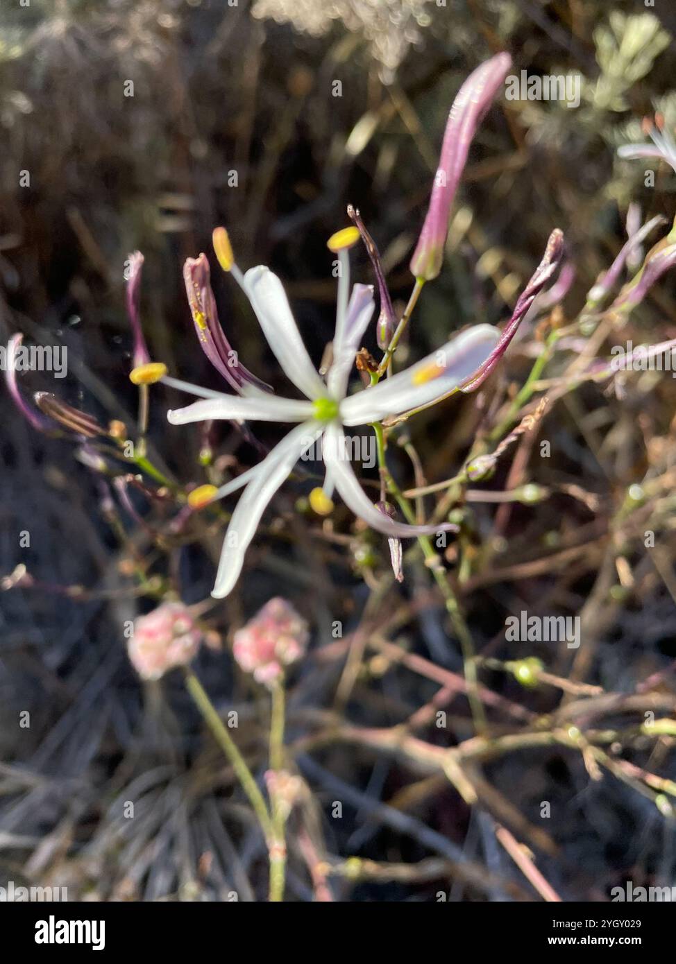 wavy-leafed soap plant (Chlorogalum pomeridianum Stock Photo - Alamy