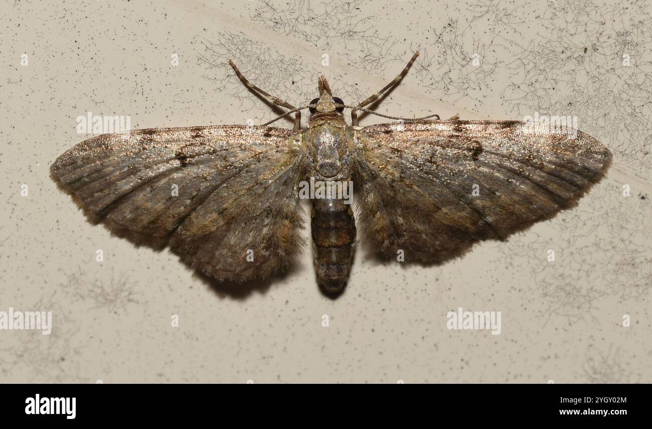 Common eupithecia hi-res stock photography and images - Alamy