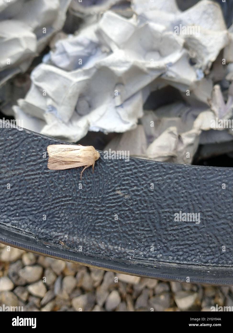 Smoky Wainscot (Mythimna impura Stock Photo - Alamy