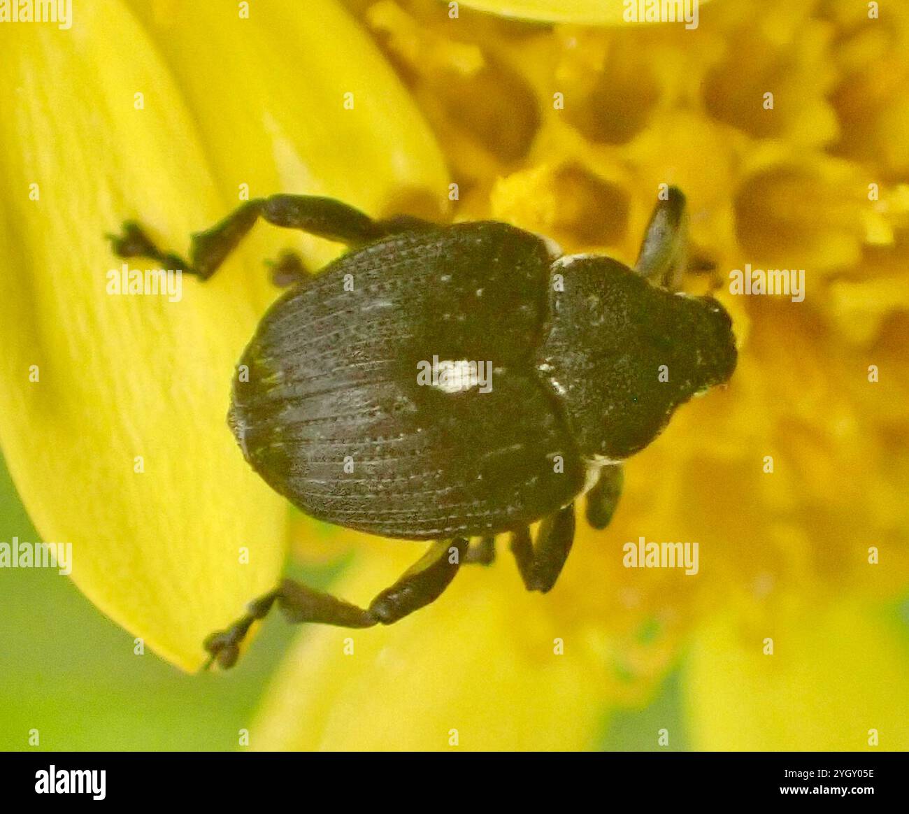 Iris weevil (Mononychus punctumalbum Stock Photo - Alamy