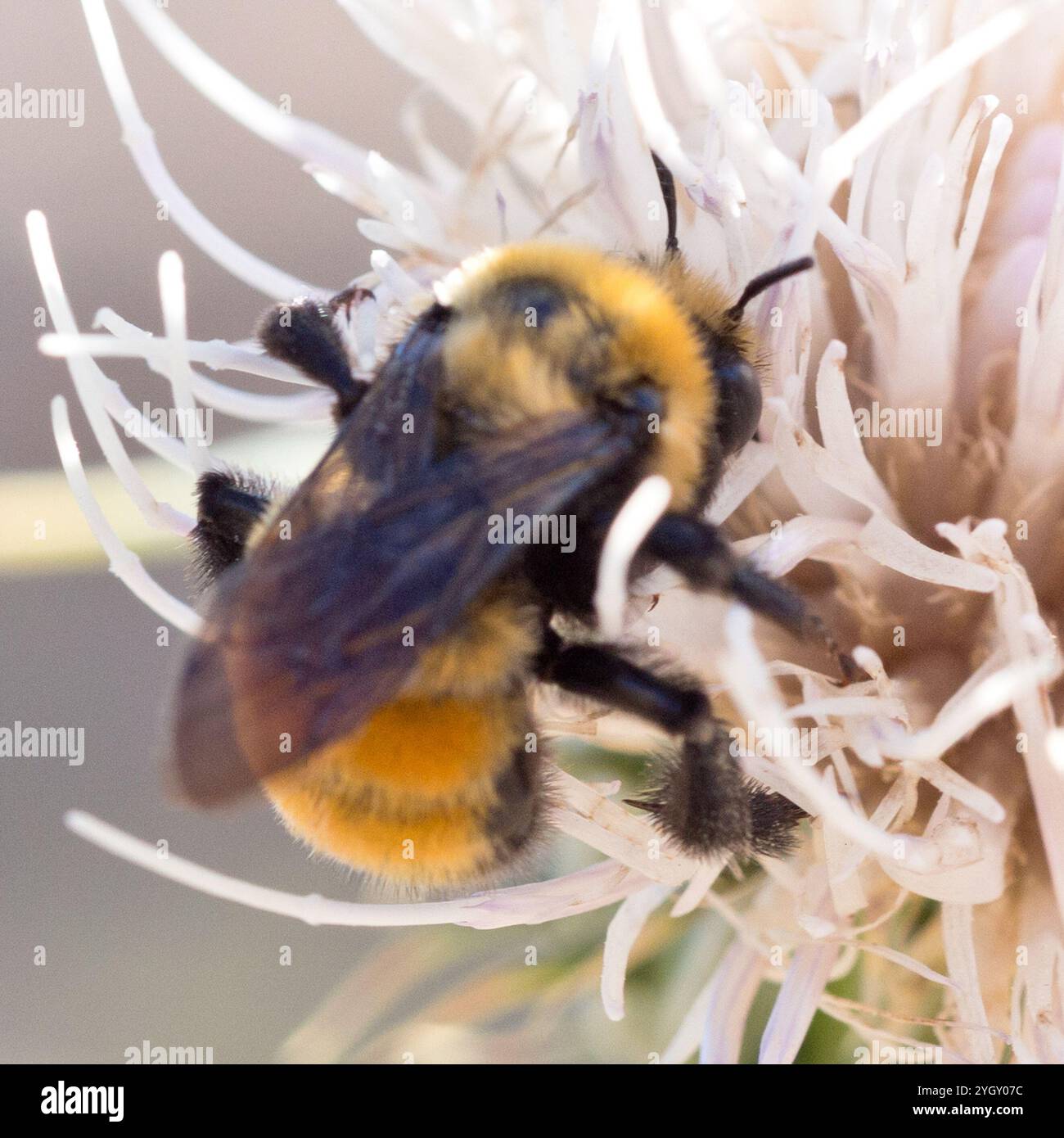 Bomboides hi-res stock photography and images - Alamy