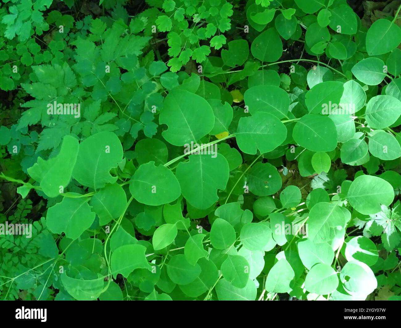 Grape Honeysuckle (Lonicera reticulata Stock Photo - Alamy