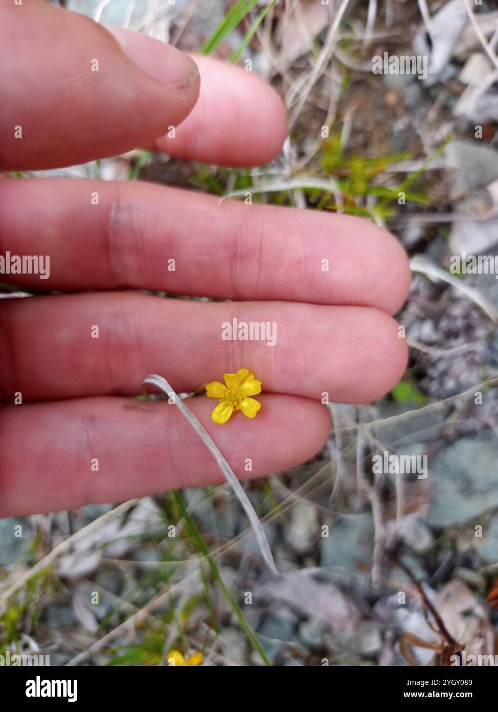 Creeping Spearwort (Ranunculus reptans Stock Photo - Alamy