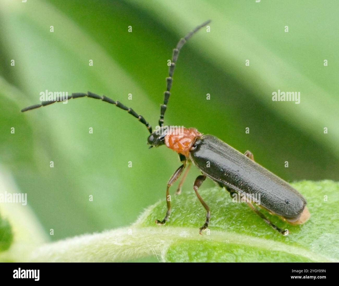 Silis hi-res stock photography and images - Alamy