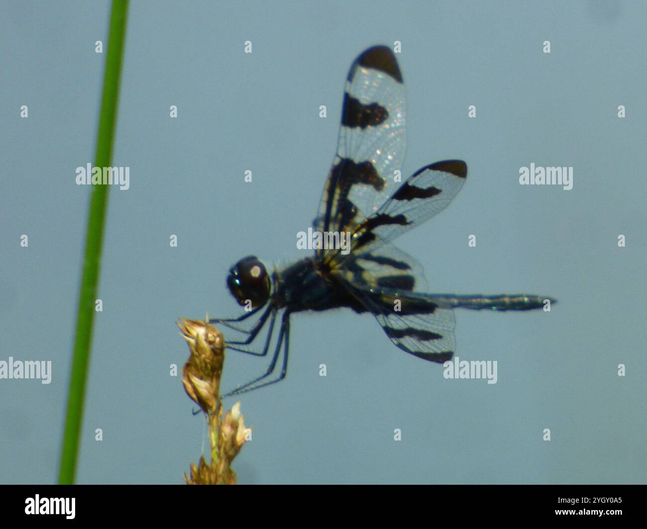 Banded Pennant (Celithemis fasciata Stock Photo - Alamy