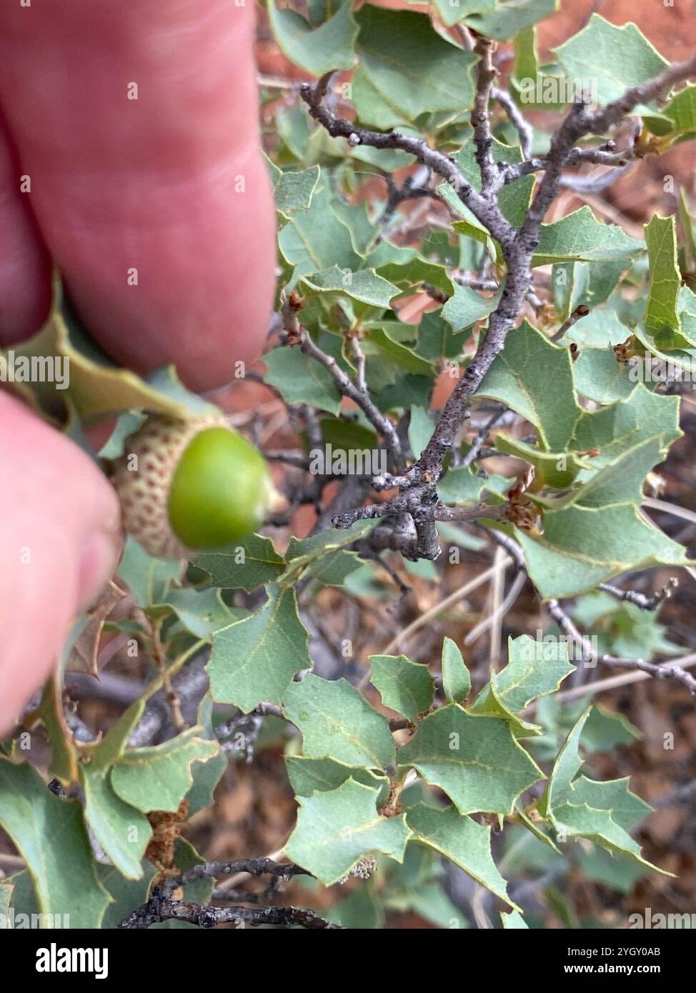 Sonoran scrub oak (Quercus turbinella Stock Photo - Alamy