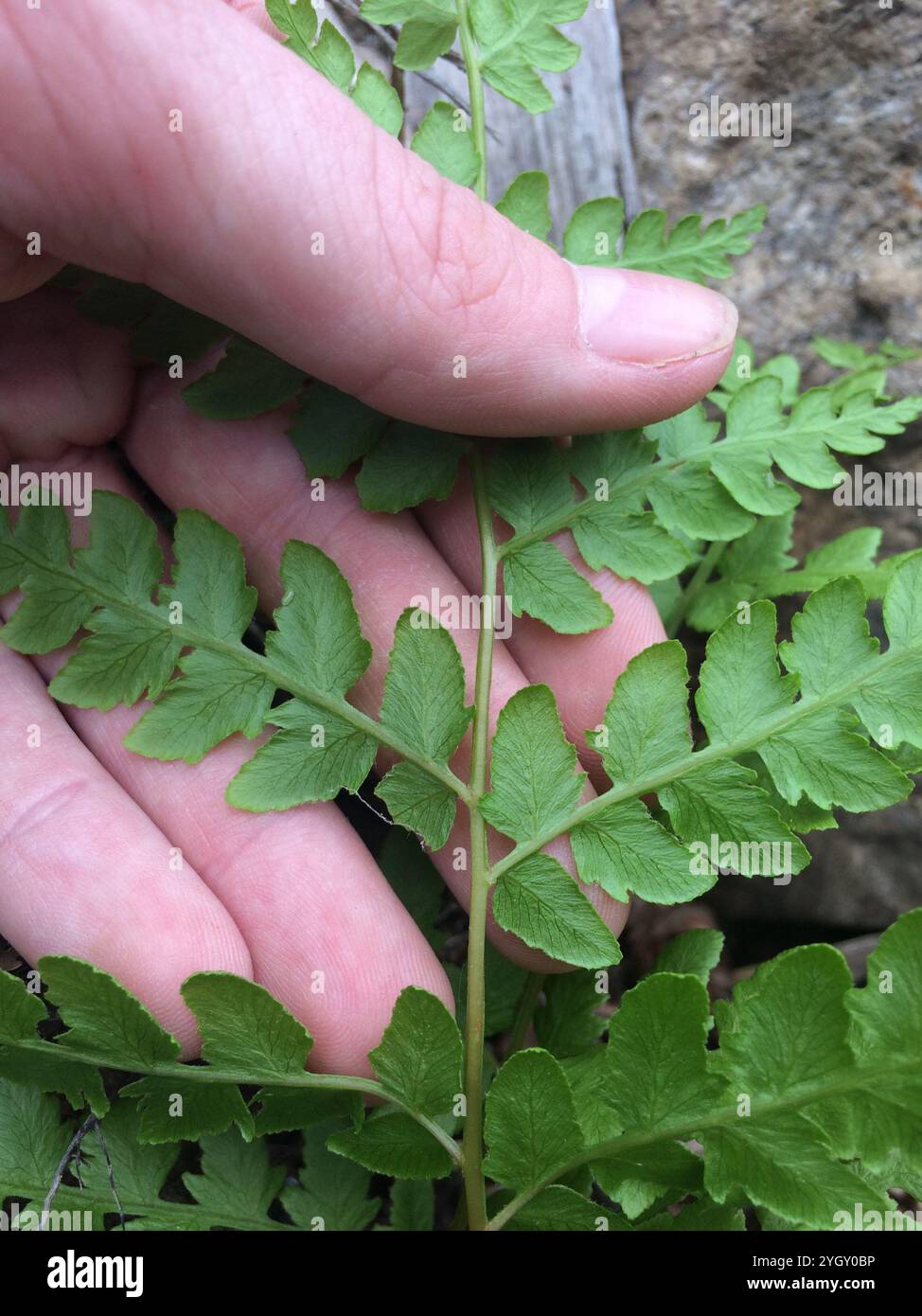 cinnamon fern (Osmundastrum cinnamomeum Stock Photo - Alamy