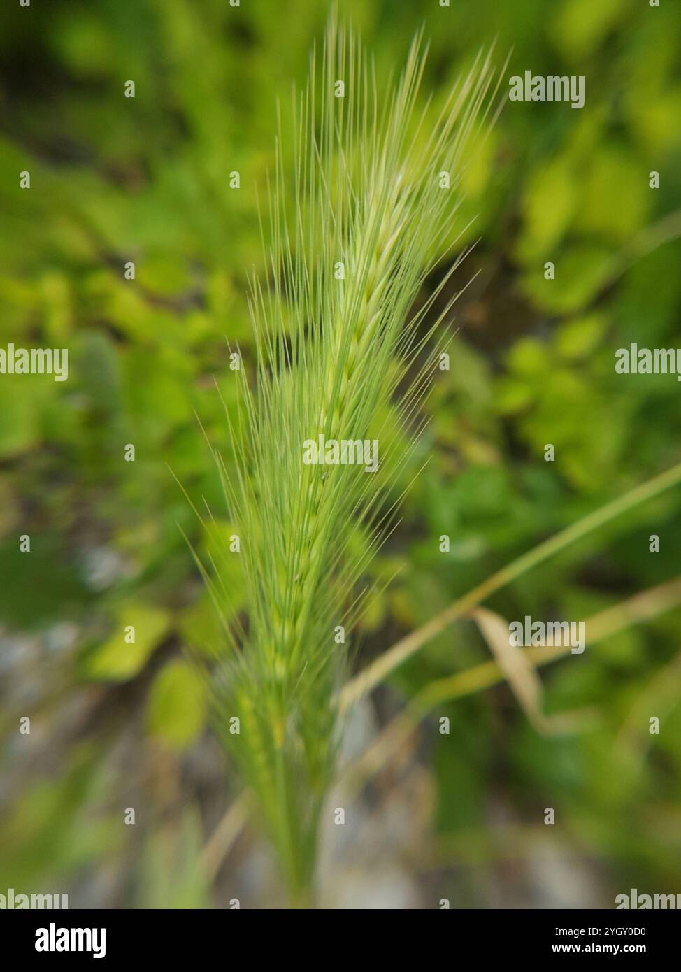wall barley (Hordeum murinum Stock Photo - Alamy