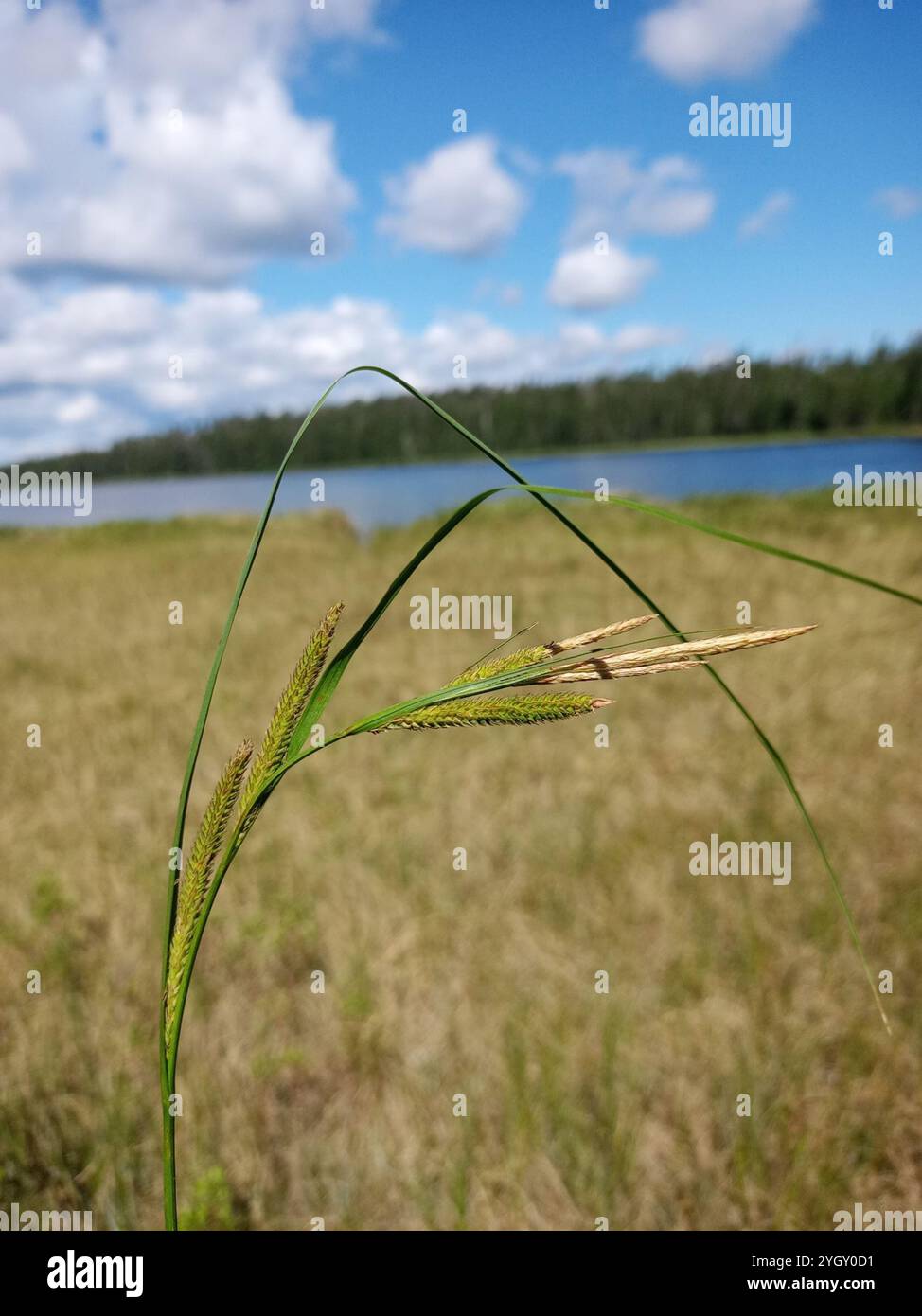 water sedge (Carex aquatilis Stock Photo - Alamy