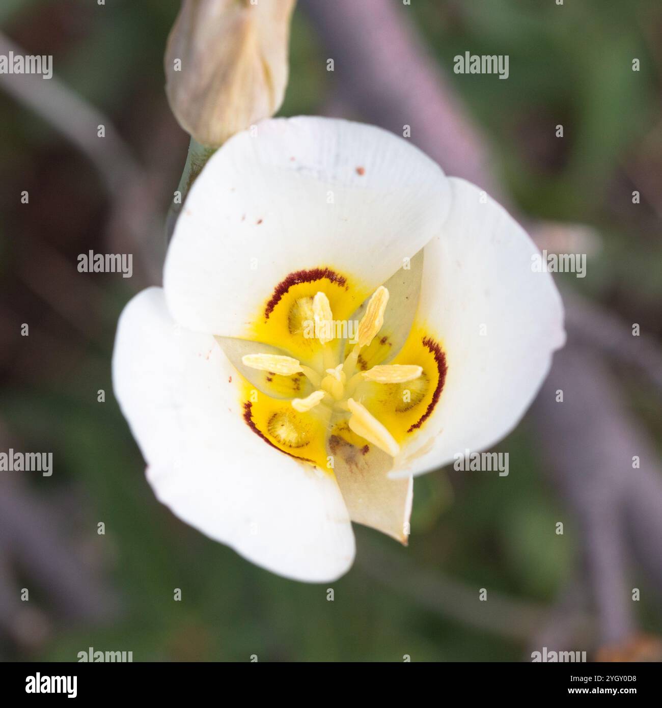 Sego lily calochortus nuttallii hi-res stock photography and images - Alamy
