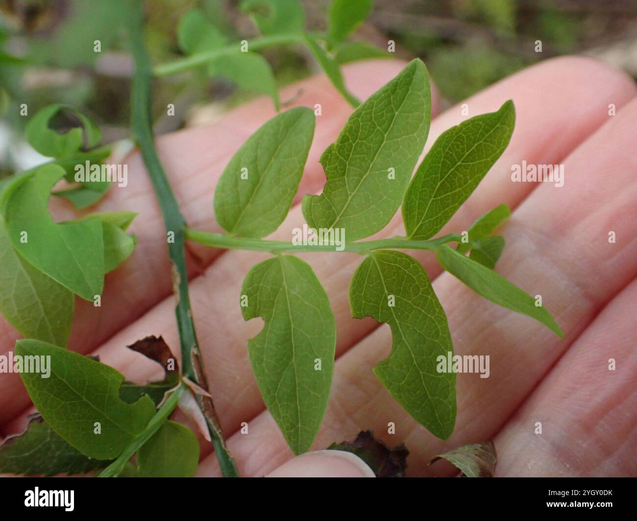 Red Huckleberry (Vaccinium parvifolium Stock Photo - Alamy