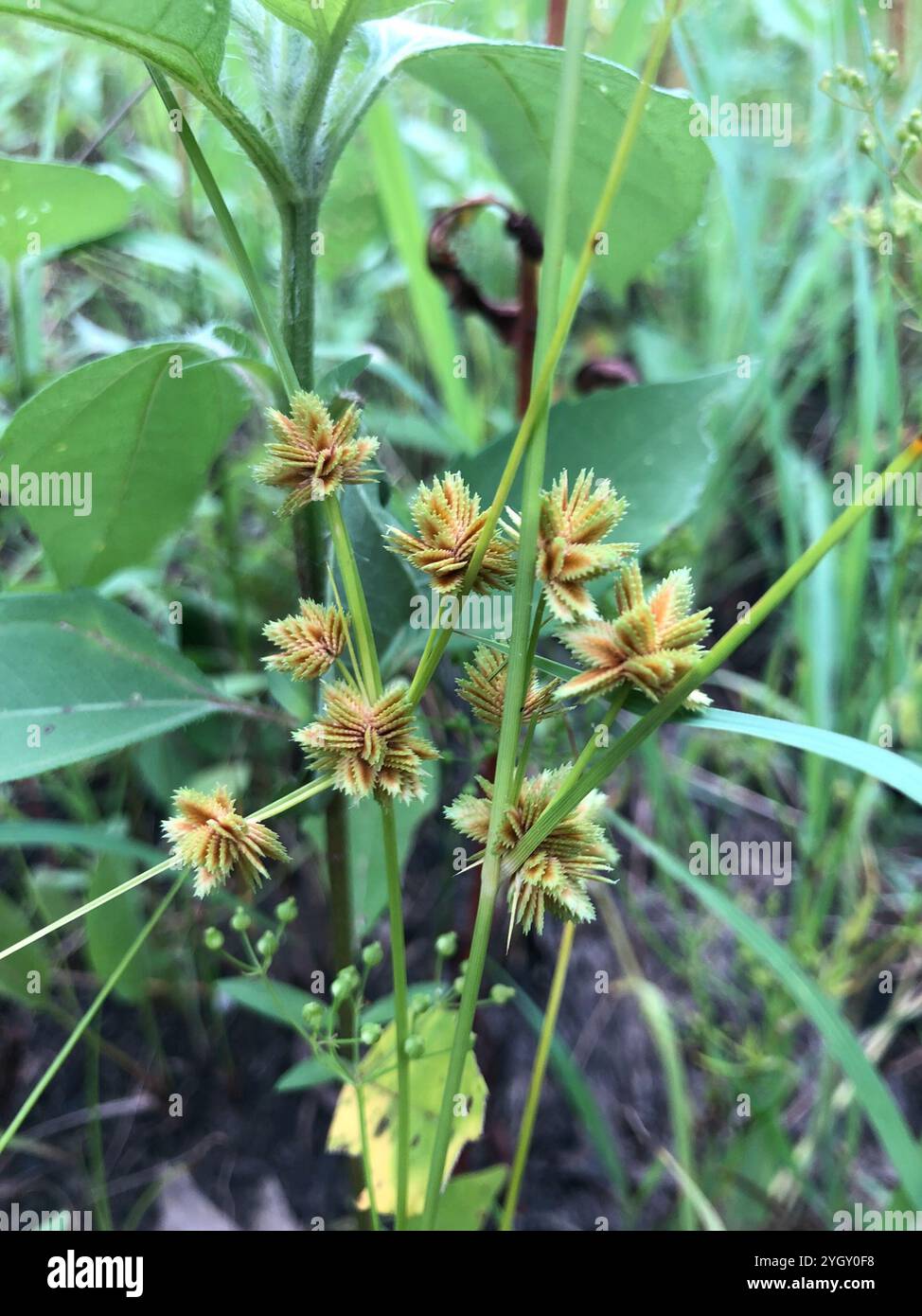Short-point Flatsedge (Cyperus acuminatus Stock Photo - Alamy