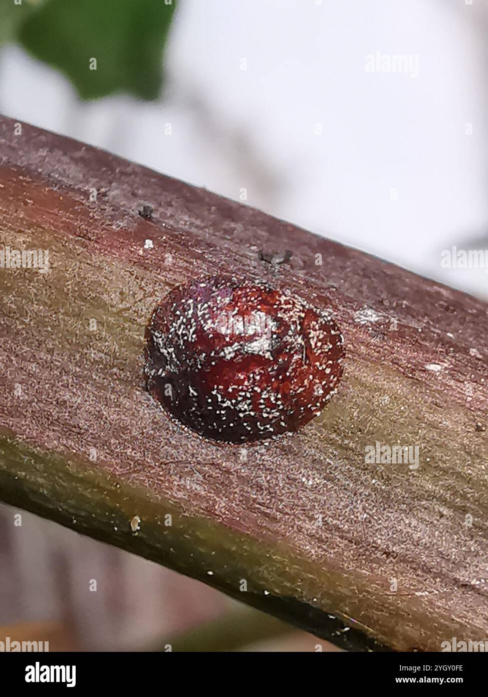 European Fruit Scale (Parthenolecanium corni Stock Photo - Alamy