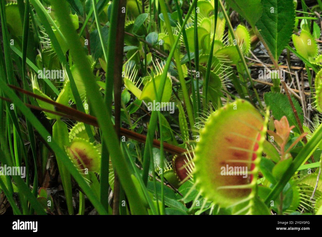 Venus flytrap (Dionaea muscipula Stock Photo - Alamy