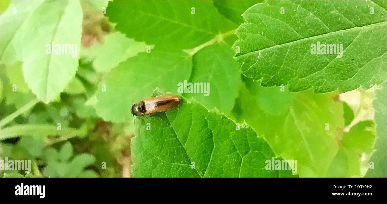 margined click beetle (Dalopius marginatus Stock Photo - Alamy