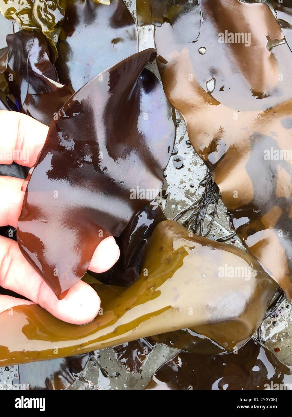 splendid iridescent seaweed (Mazzaella splendens Stock Photo - Alamy