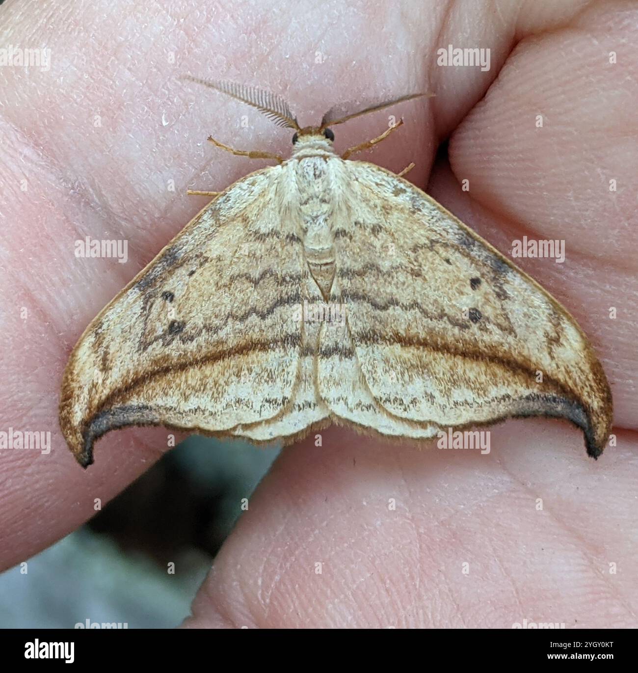 Arched Hooktip Moth (Drepana arcuata Stock Photo - Alamy