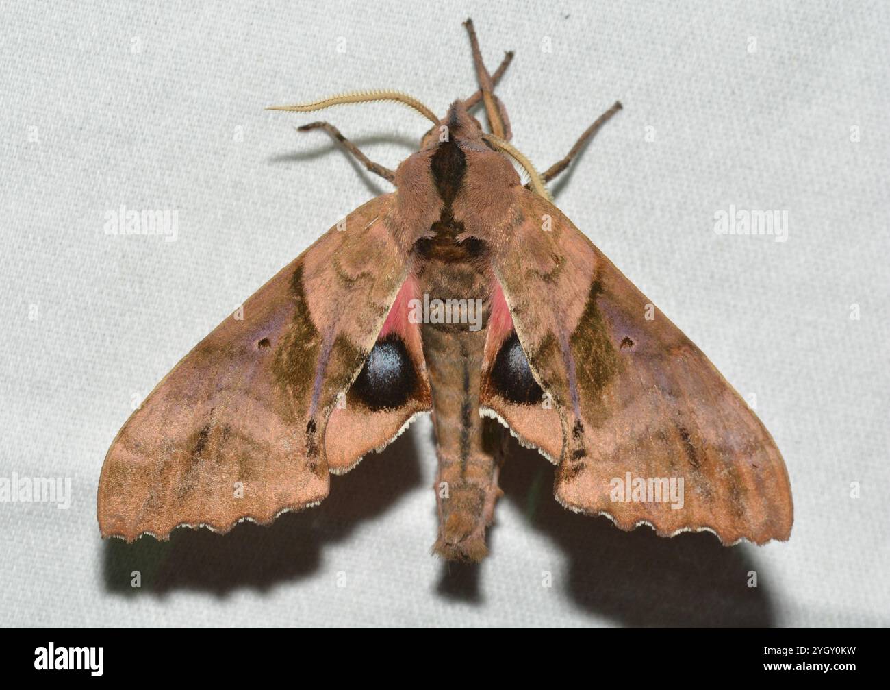 Blinded sphinx hi-res stock photography and images - Alamy