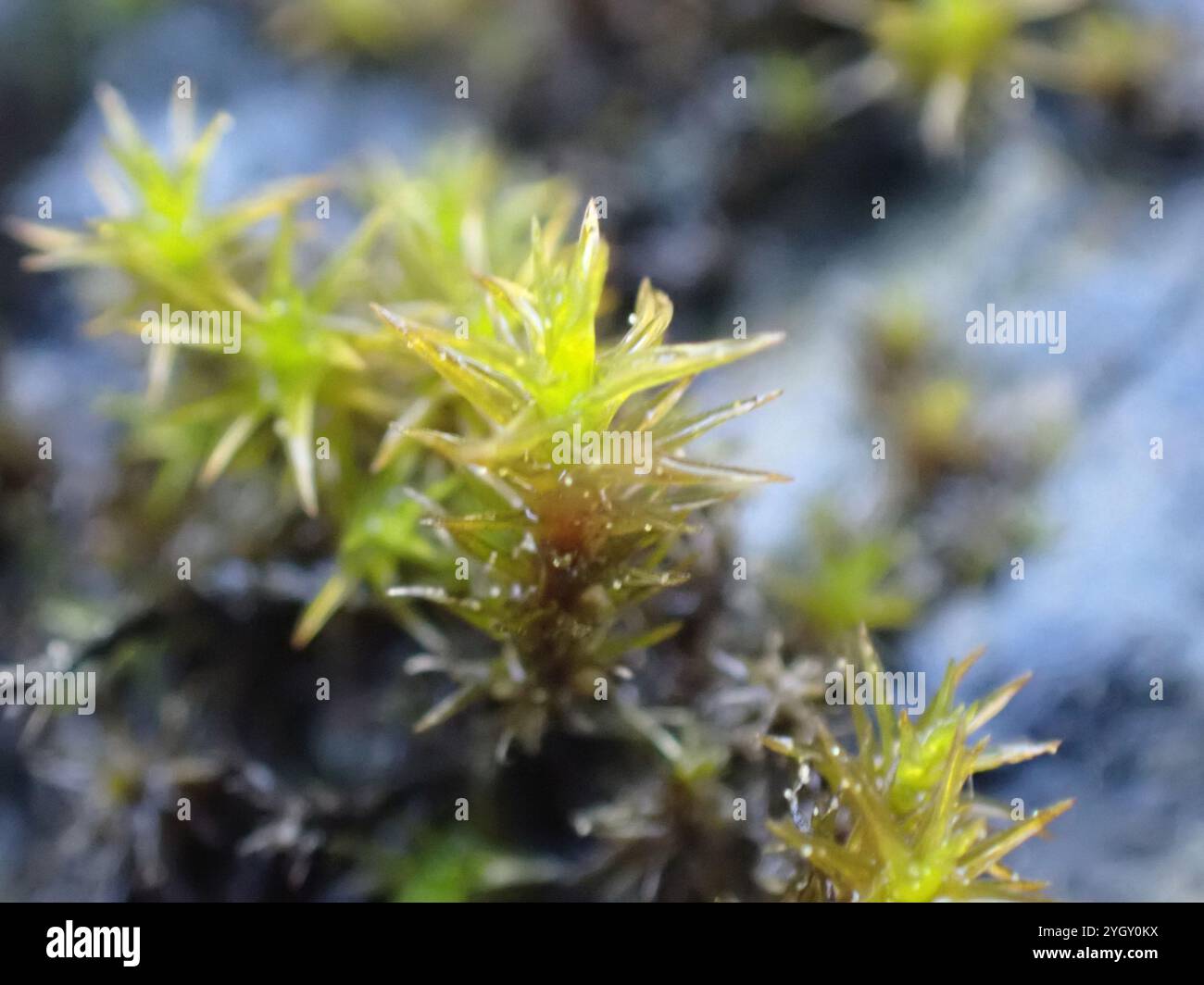 Yellow Fringe-moss (Racomitrium aciculare Stock Photo - Alamy