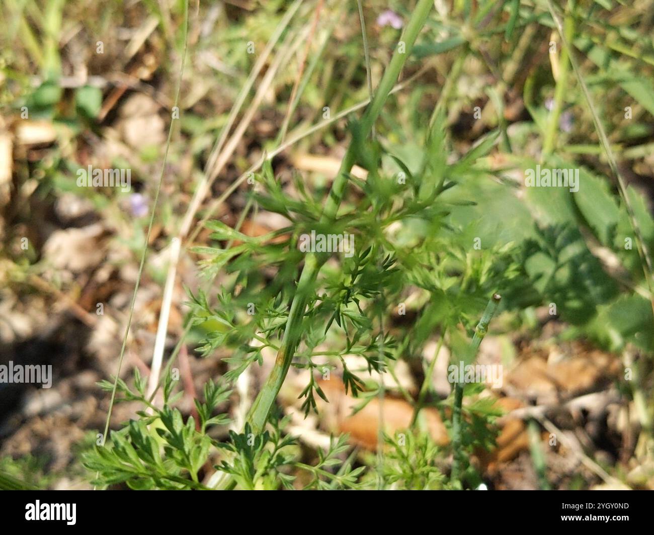 Large-flowered Orlaya (Orlaya grandiflora Stock Photo - Alamy